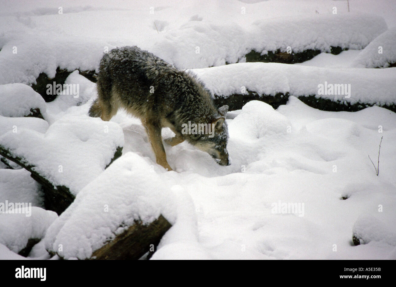 Smells funny hi-res stock photography and images - Alamy