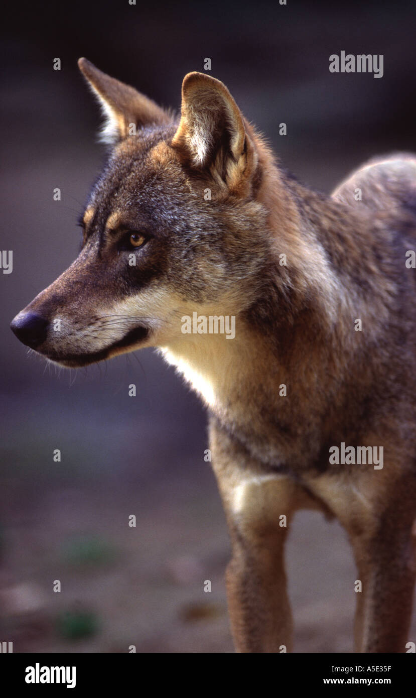 Wolf observing Stock Photo - Alamy