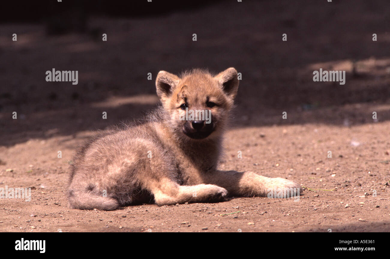 Young wolf in front of his burrow Stock Photo - Alamy