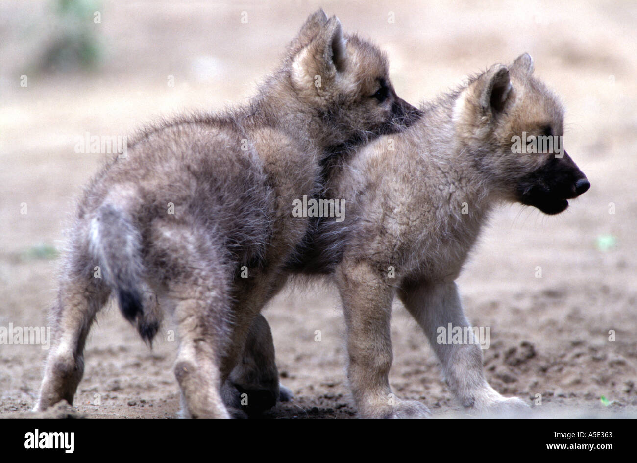 Baby wolf howl hi-res stock photography and images - Alamy