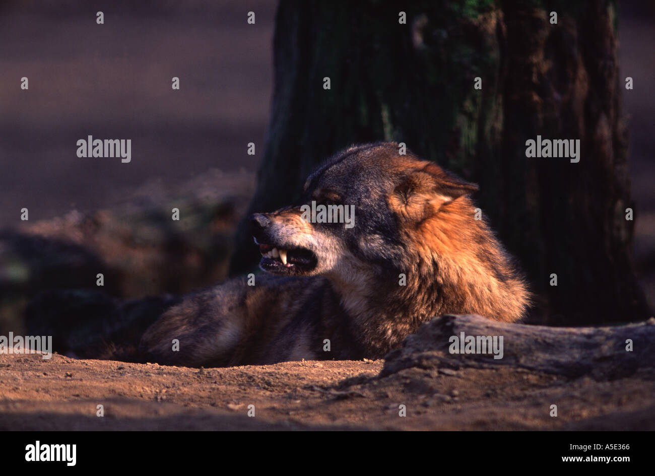 Wolf in front of his burrow Stock Photo - Alamy
