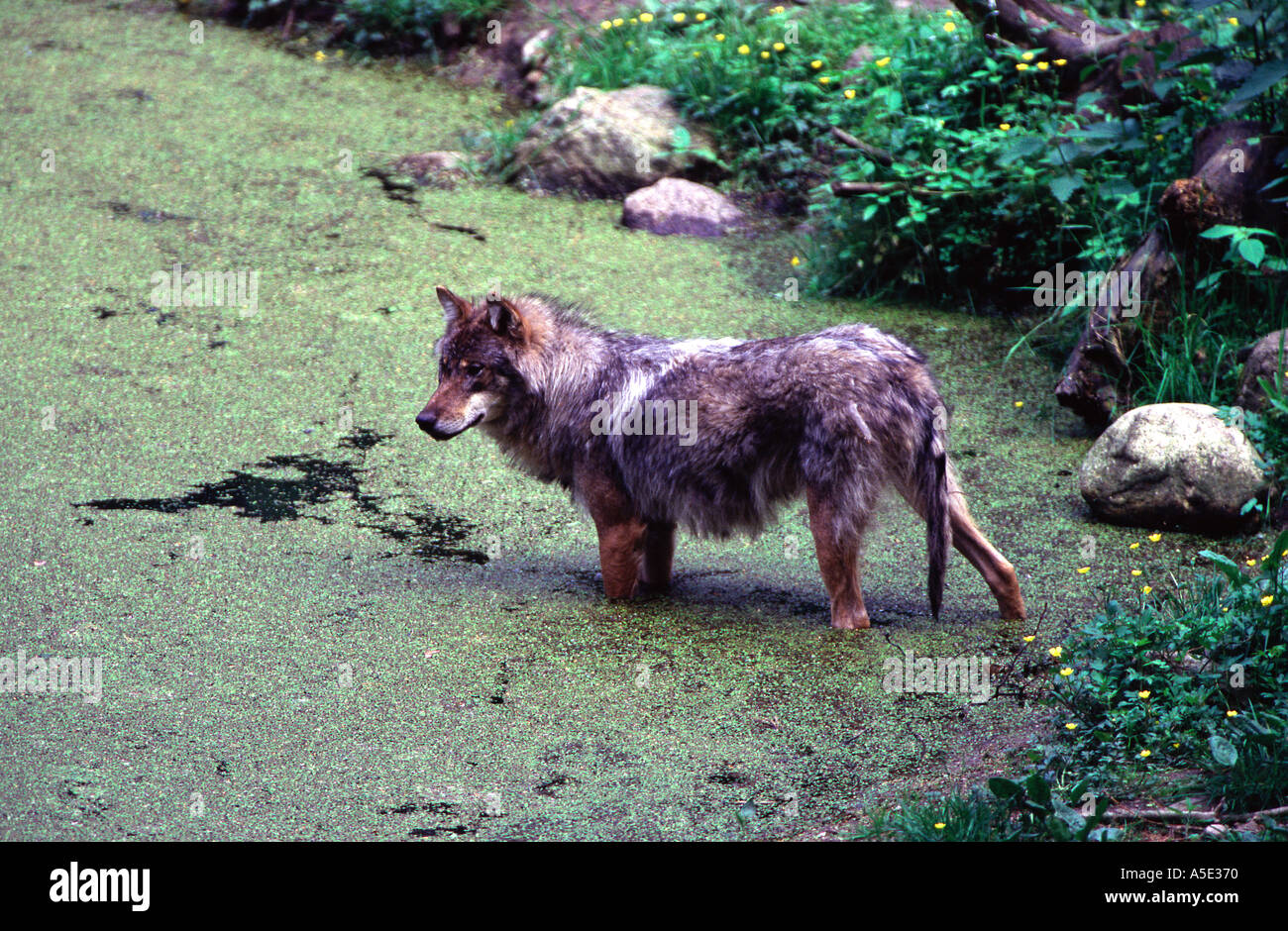 Wolf in a pond Stock Photo - Alamy