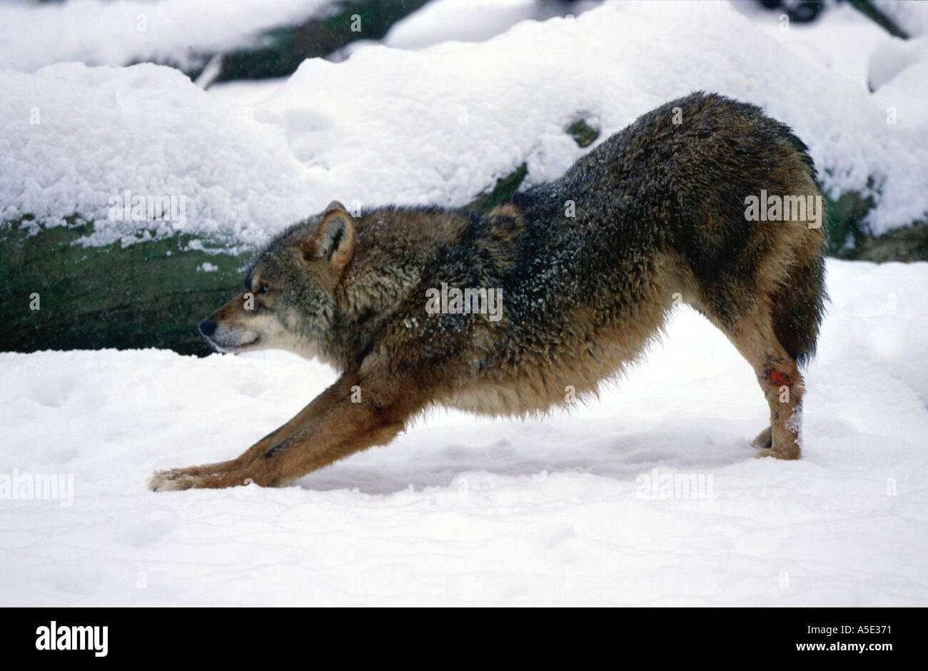 Wolf stretching his legs Stock Photo - Alamy