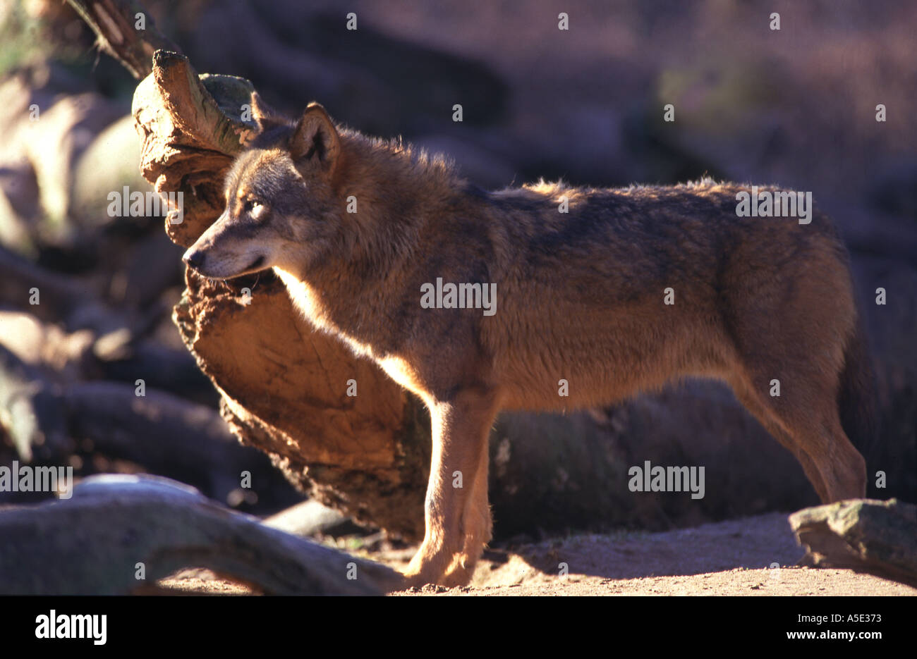 Wolf heulen hi-res stock photography and images - Alamy
