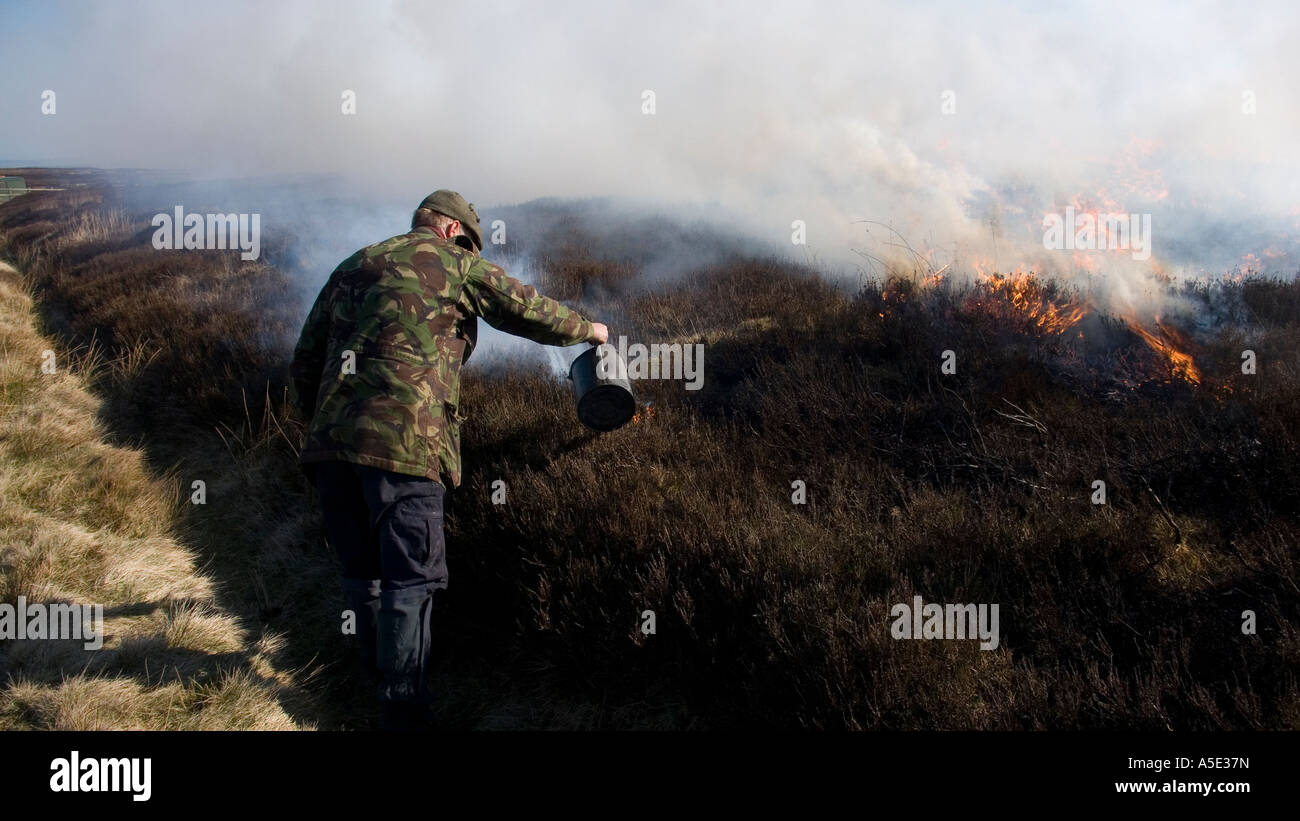 Gamekeeper dousing fire during controlled heather burning on the North ...