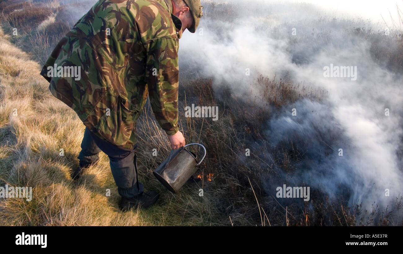 Gamekeeper dousing fire during controlled heather burning on the North ...
