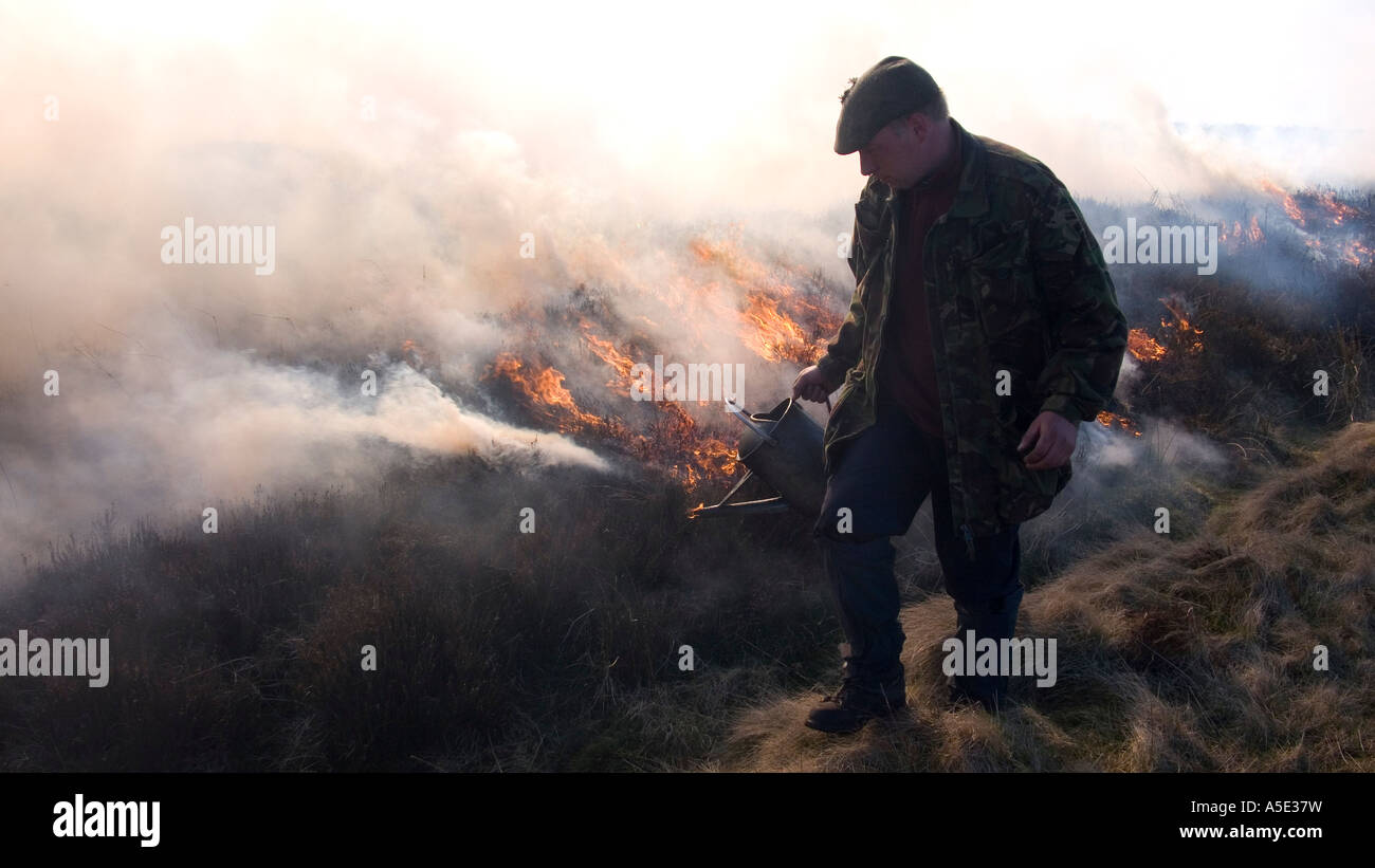 Gamekeeper dousing fire during controlled heather burning on the North ...