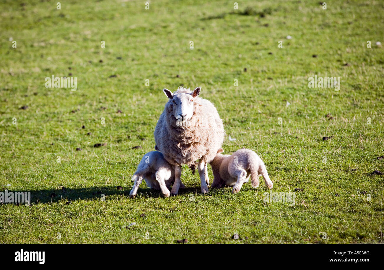 Sheep in Scotland Stock Photo - Alamy