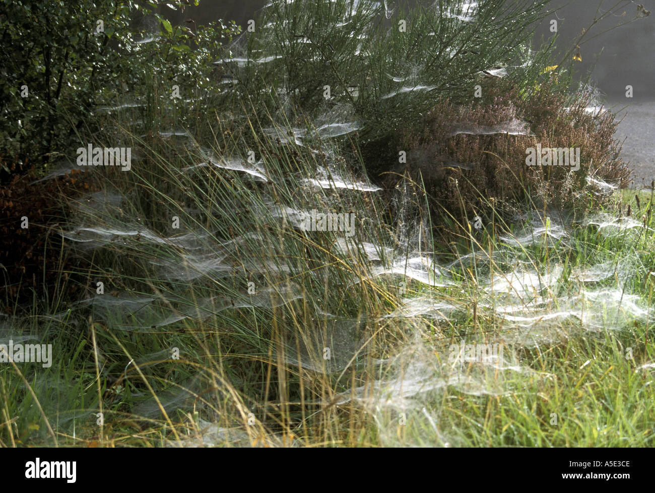Cobwebs in light hi-res stock photography and images - Alamy
