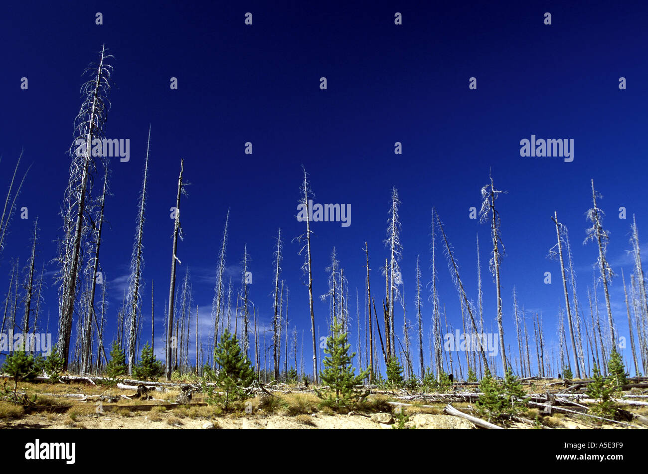 BURNT CONIFERS ON THE JOHN D ROCKEFELLER MEMORIAL PARKWAY YELLOWSTONE ...