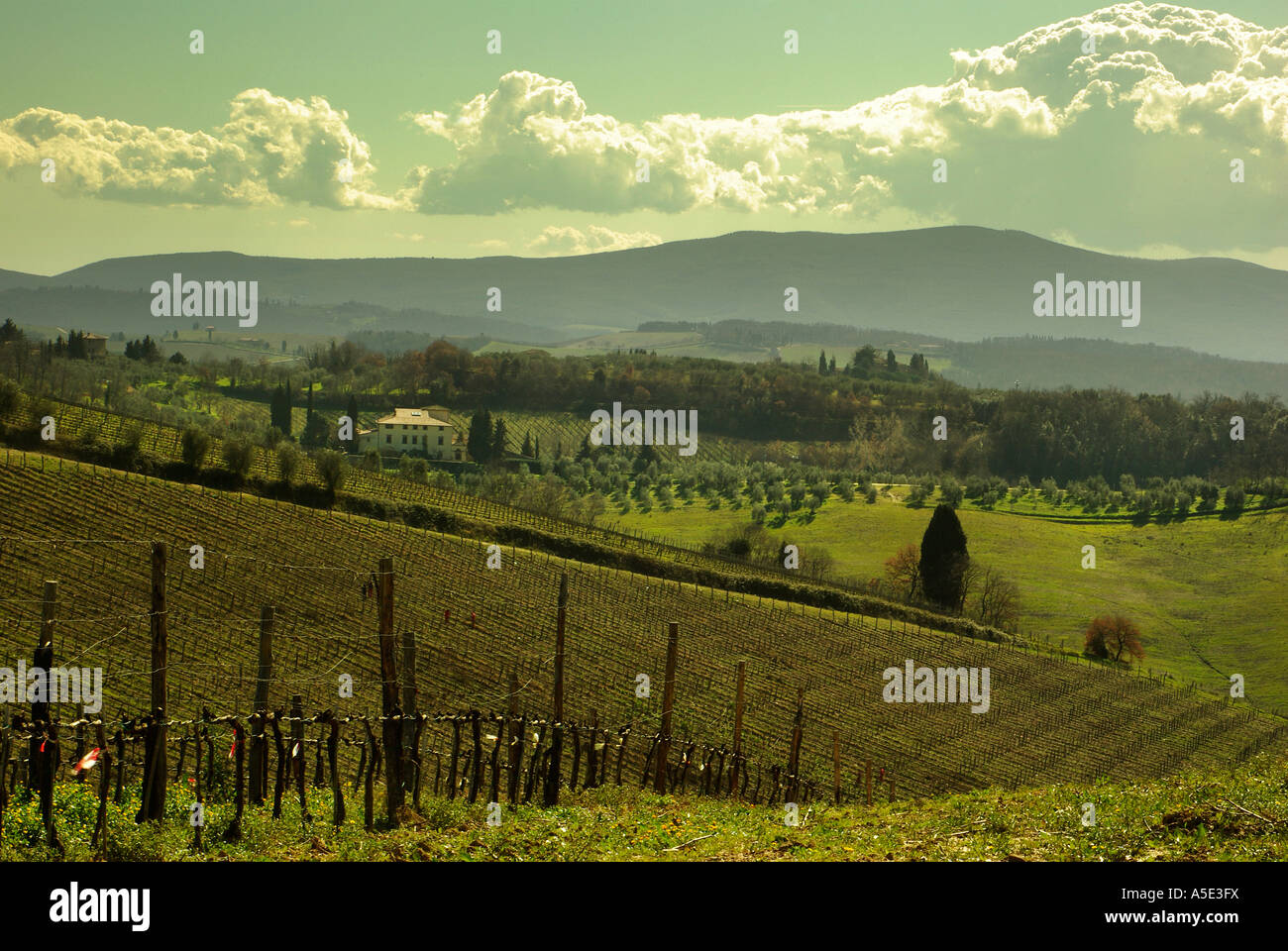 Chianti landscape of vineyards and undulating hills Tuscany Italy ...