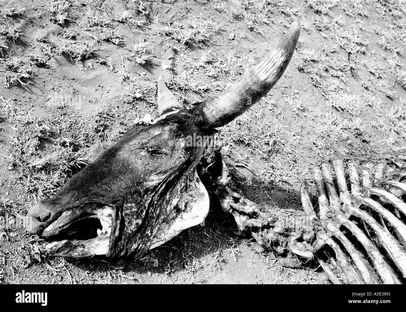 Months of drought have resulted in the death of millions of livestock ...