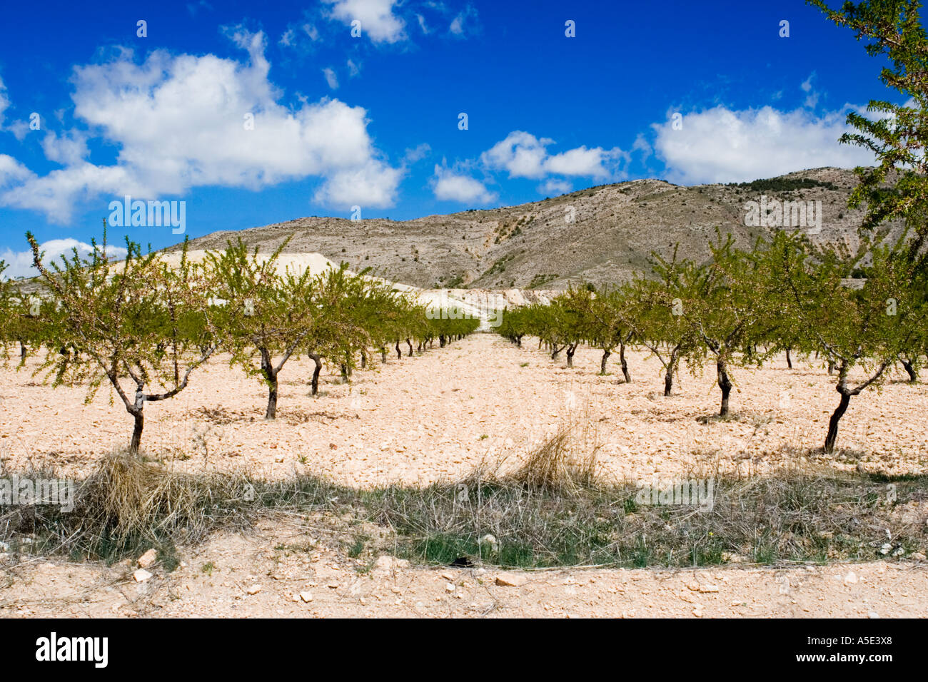 Olive Grove, central Spain Stock Photo - Alamy