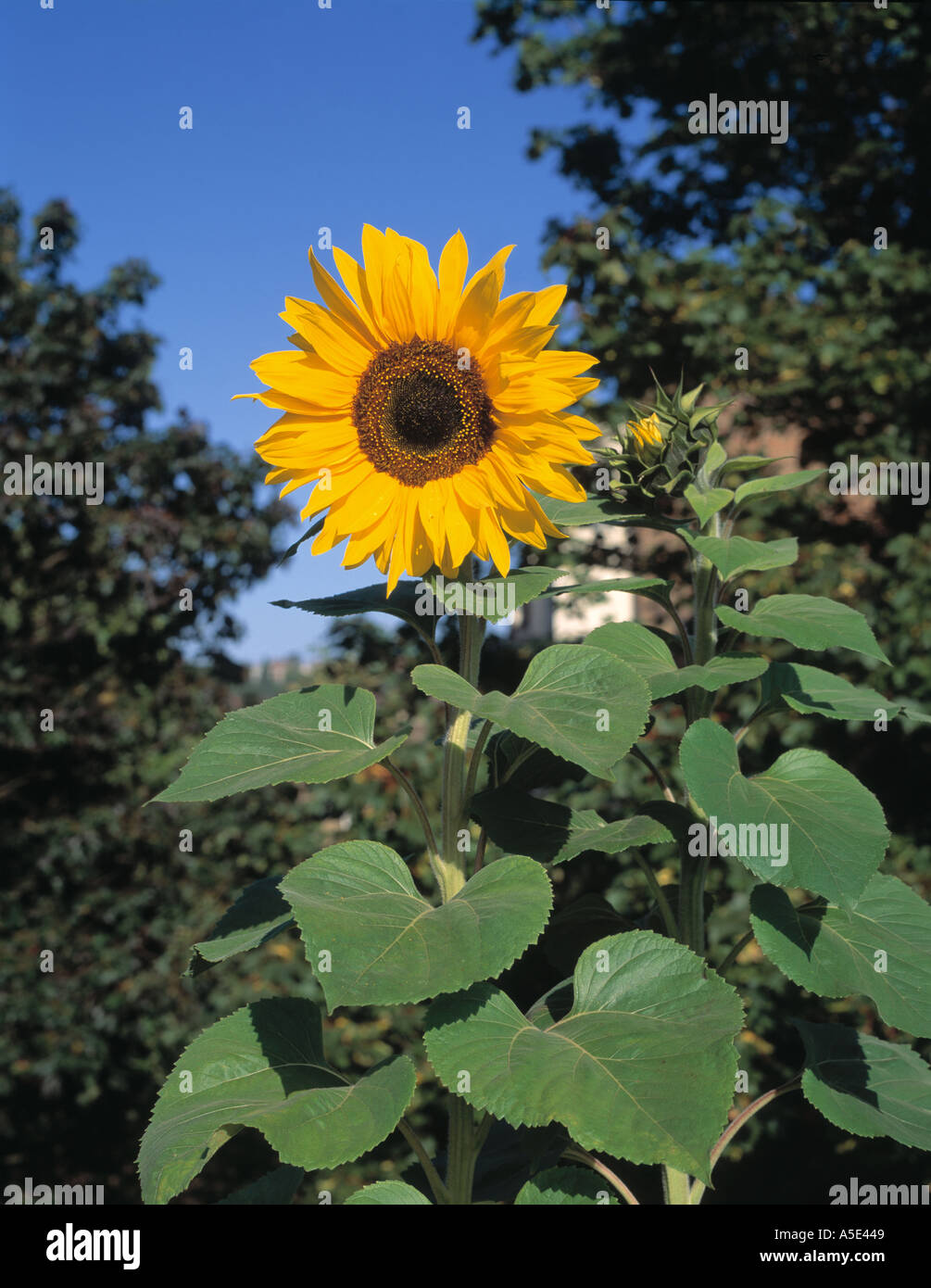 Plant a z yellow sunflower helianthus hi-res stock photography and ...