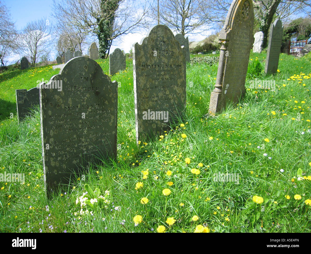 Cornish graveyard, sunny day; blue skies and tall green grass with ...