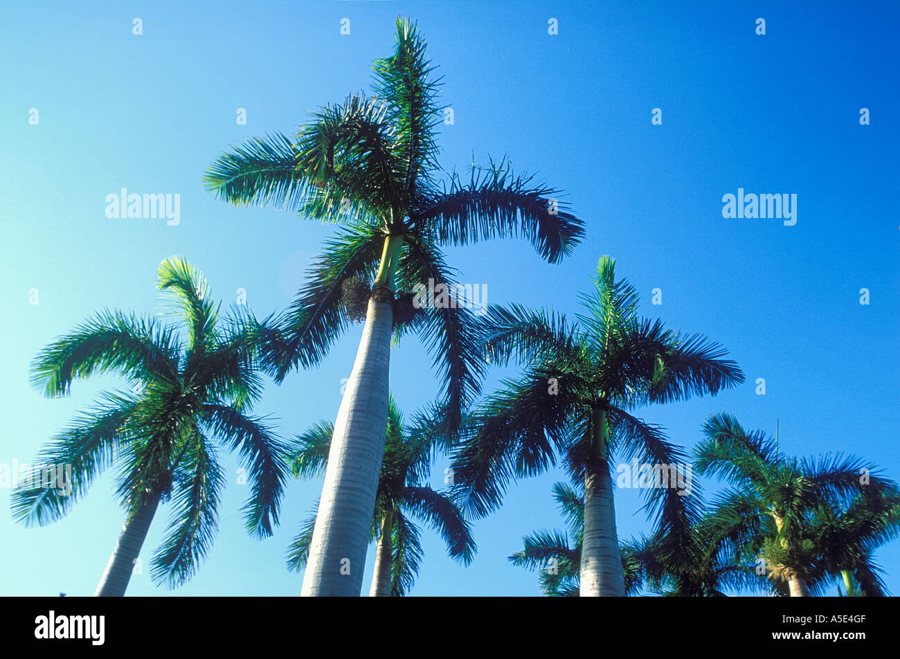 Palm Trees in Mauritius Stock Photo - Alamy