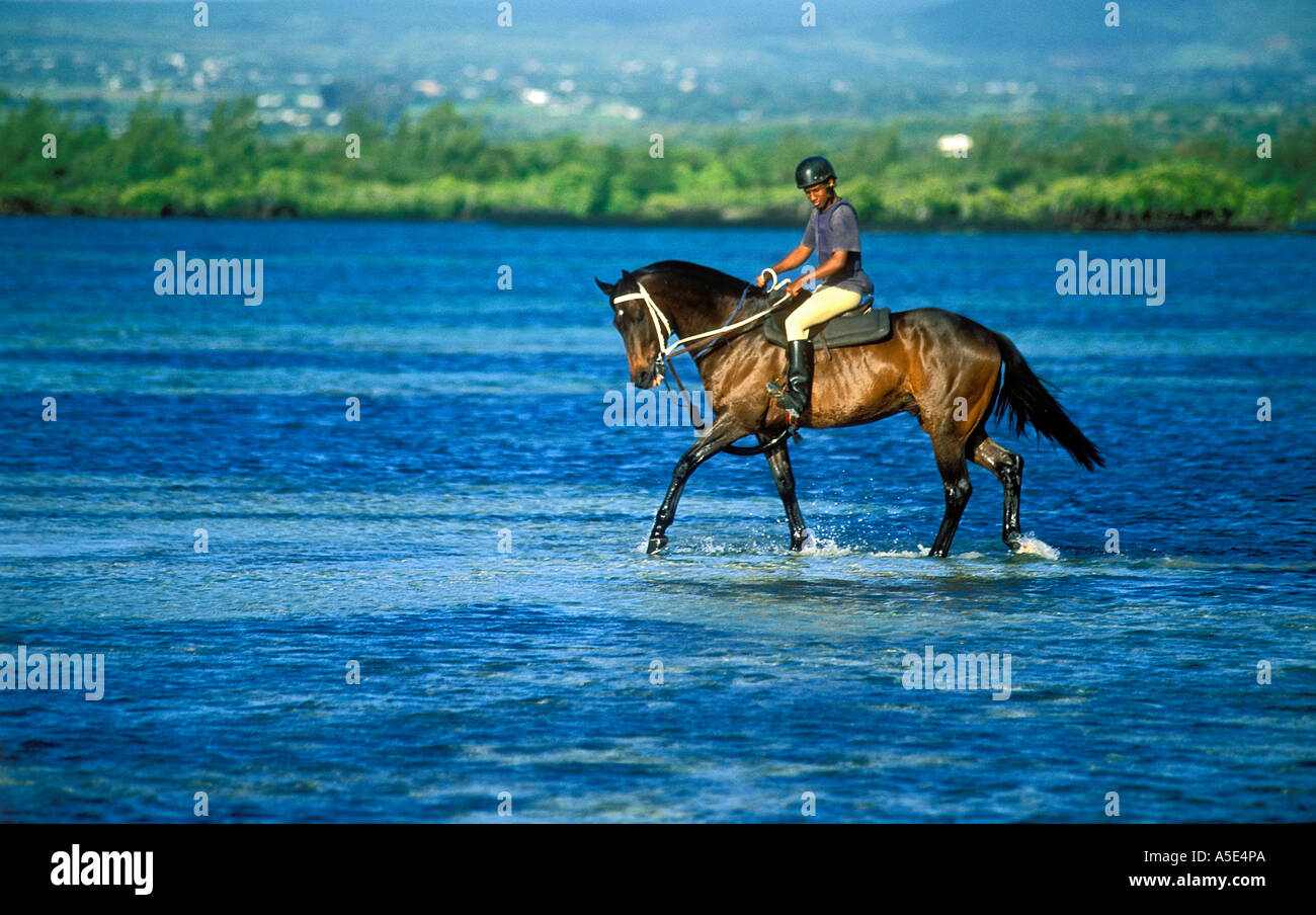 Race Horse In Mauritius Stock Photo - Alamy