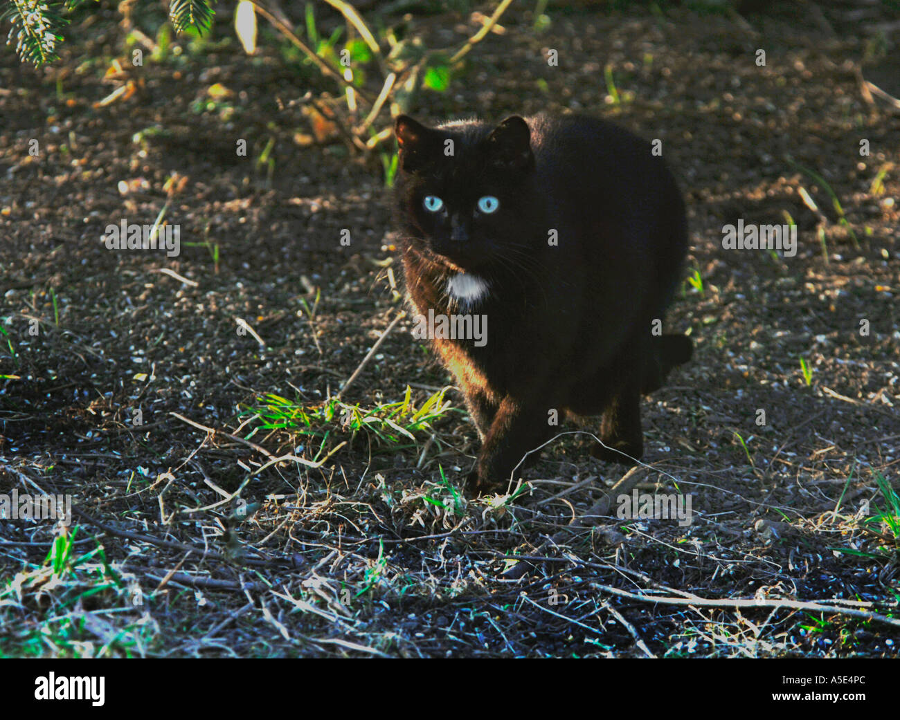 Domestic Cat Walking Through A Garden Stock Photo - Alamy