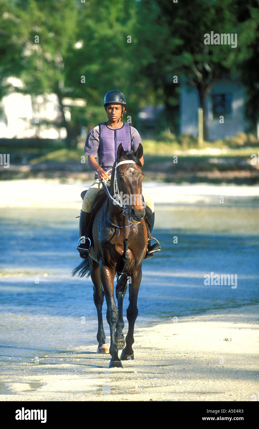 Race Horse In Mauritius Stock Photo - Alamy
