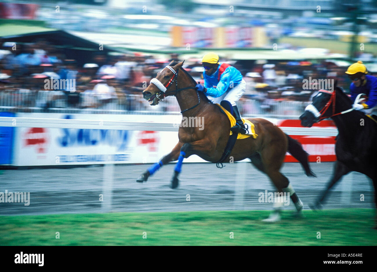 Race Horse In Mauritius Stock Photo - Alamy