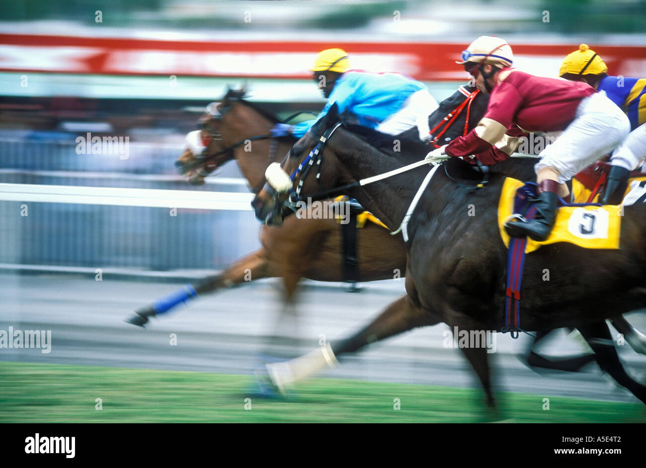 Race Horse In Mauritius Stock Photo - Alamy
