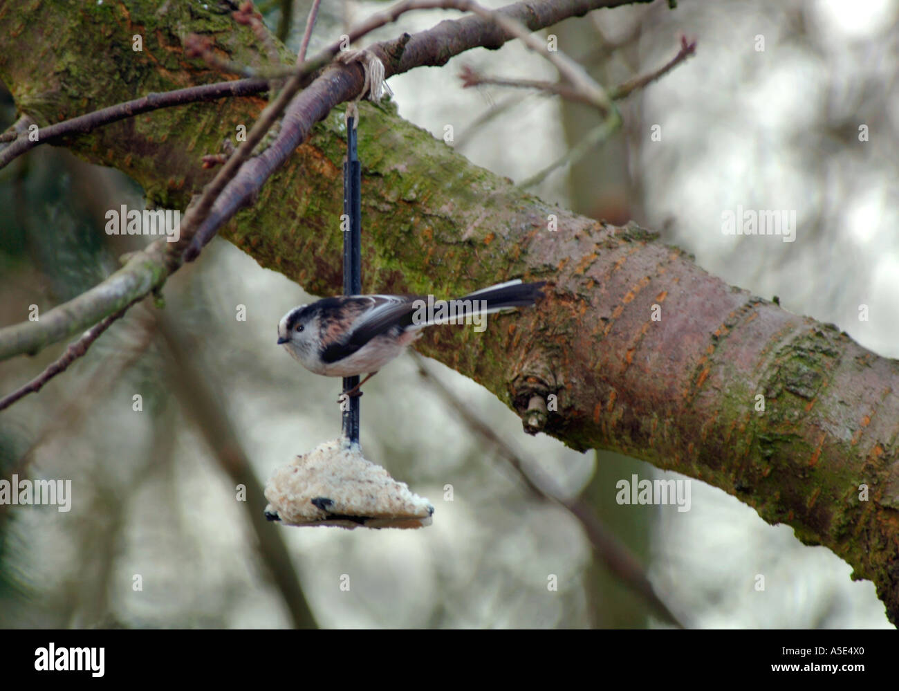 Long-Tailed Tit.(Aegithalos caudatus Stock Photo - Alamy