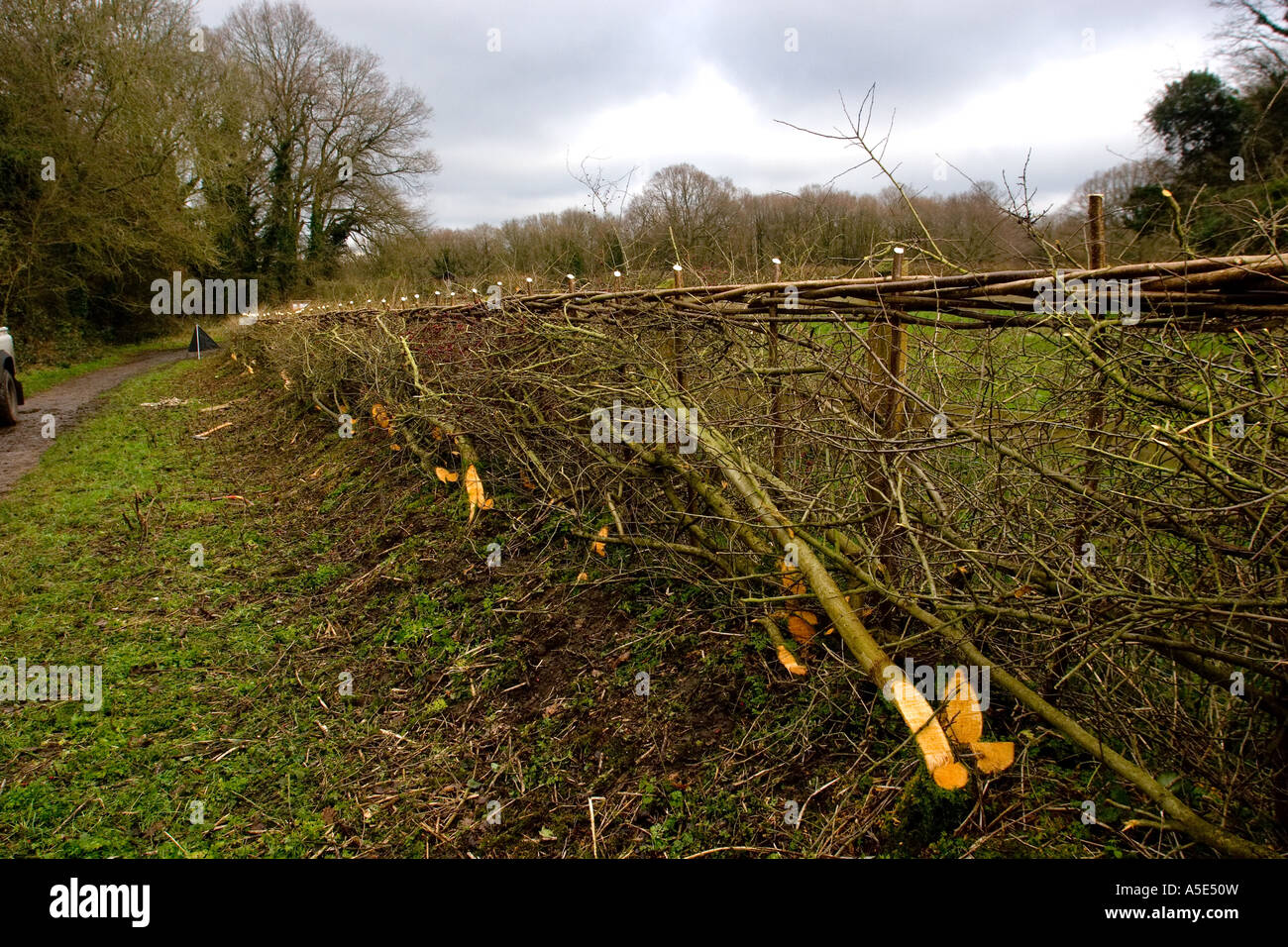 Peter Tunks building a tradtional hedge in caterham Stock Photo - Alamy