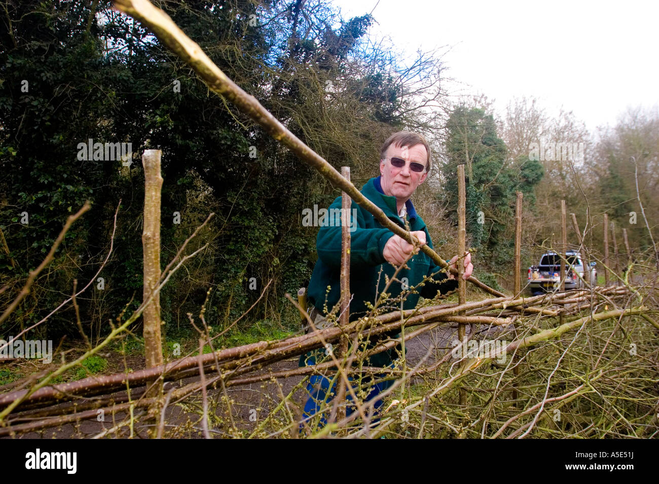 Traditional Hedge laying using hawthorne bushes Stock Photo - Alamy
