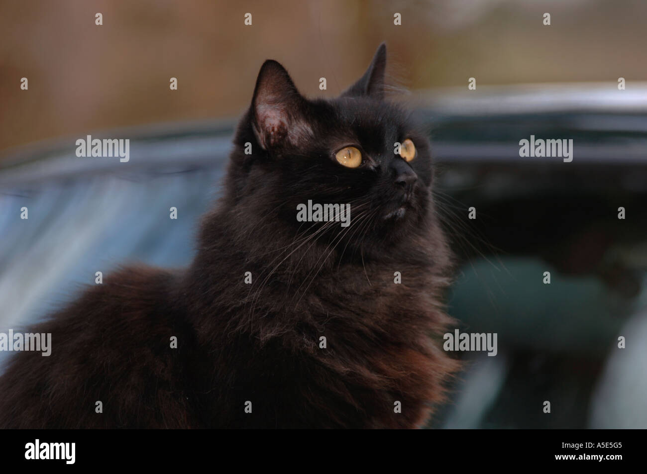 Profile Of A Fluffy Cat Stock Photo - Alamy