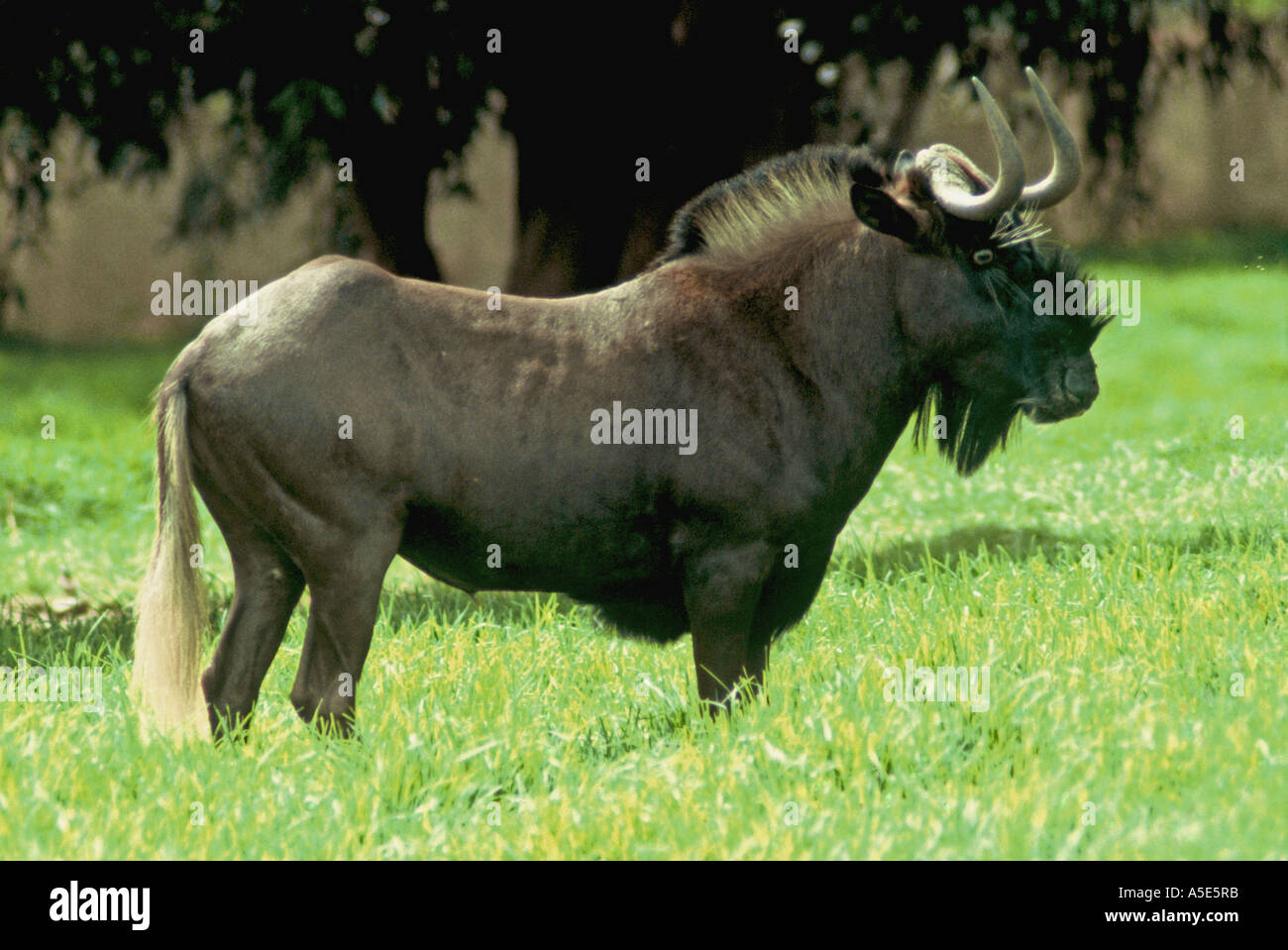 Black Wildebeest bull, Connochaetes gnou Stock Photo - Alamy