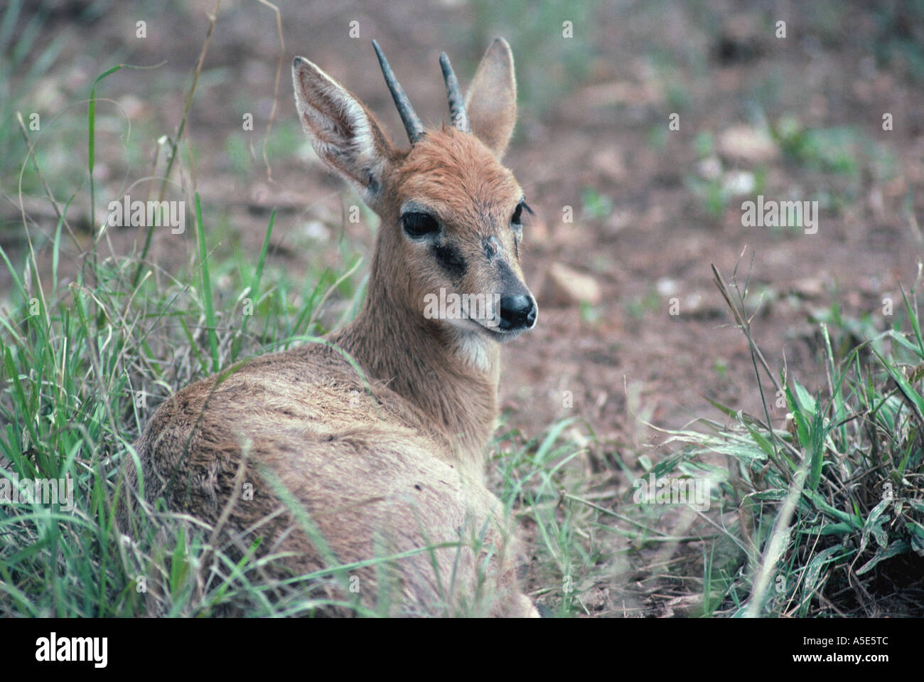 Common Duiker, Sylvicapra grimmia Stock Photo - Alamy