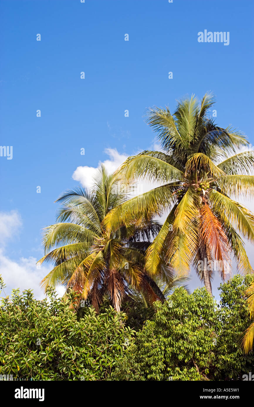 Palm Trees in Reunion Island Stock Photo - Alamy