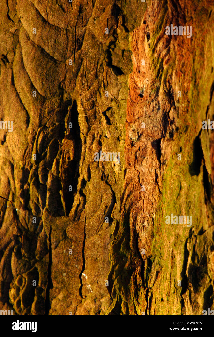 Distinct bark textures hi-res stock photography and images - Alamy
