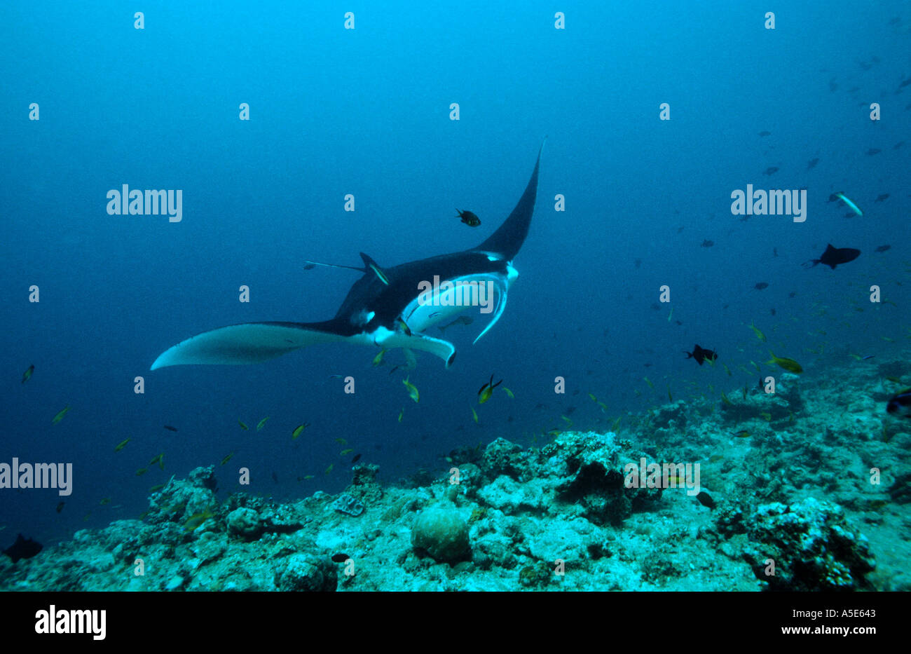 Manta ray coral reef hi-res stock photography and images - Alamy