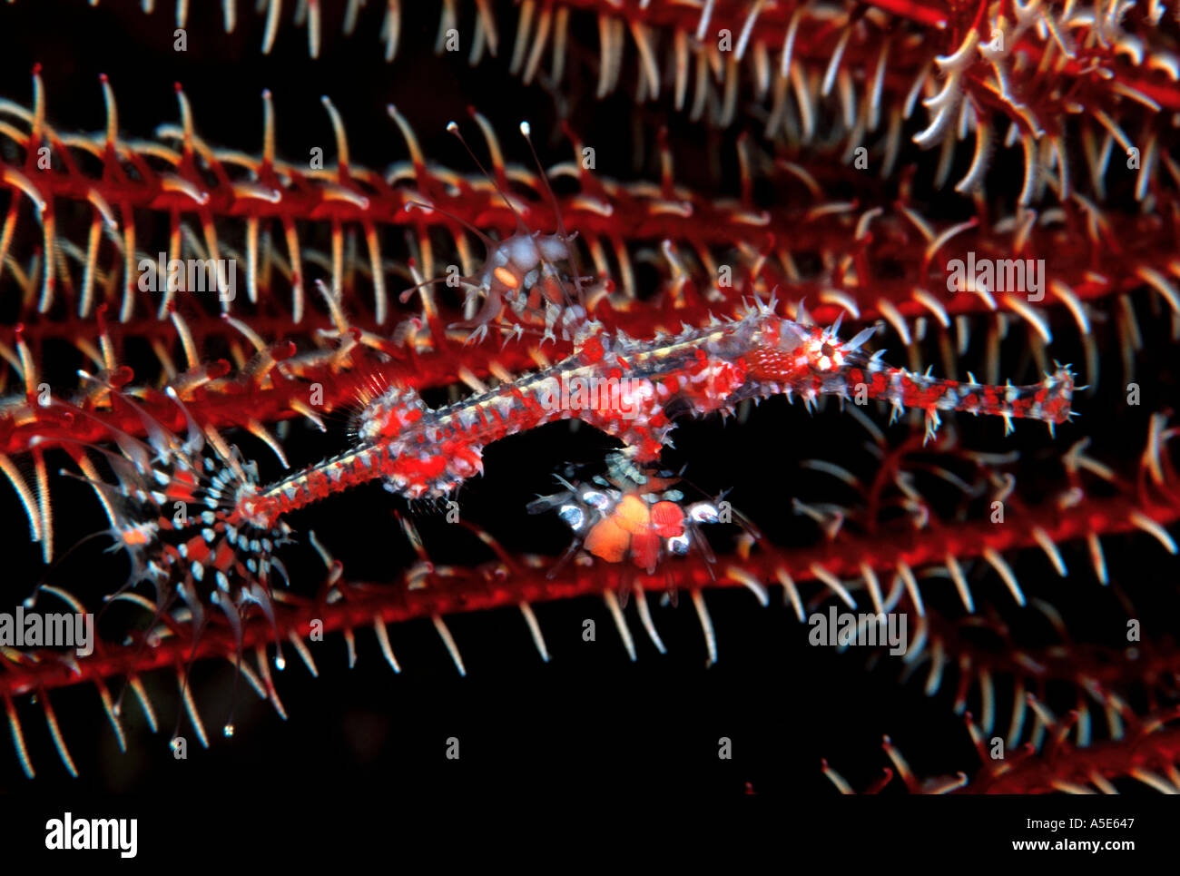 Paradoxus hi-res stock photography and images - Alamy