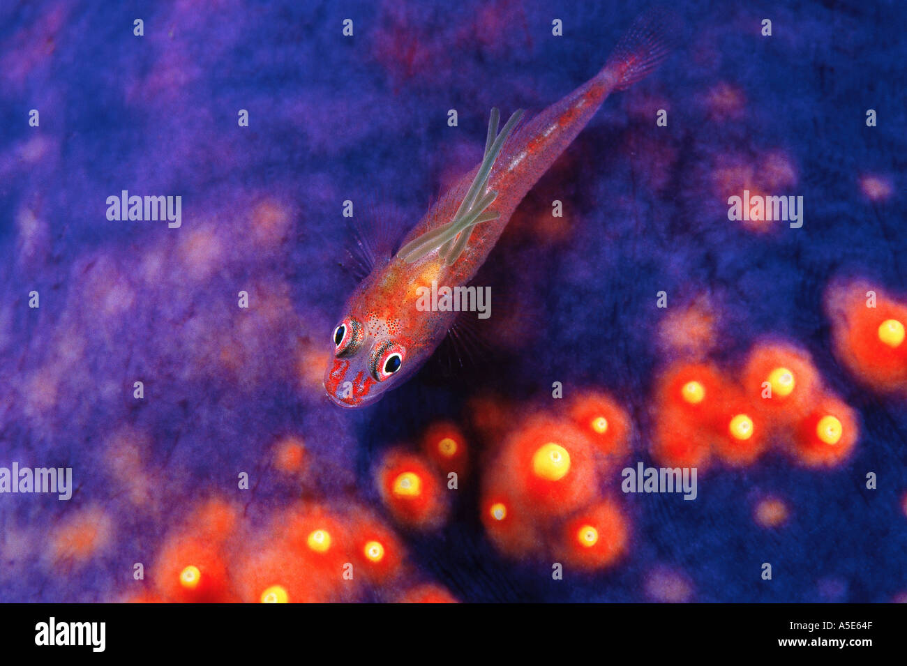 colorful tropical tiny fish Stock Photo - Alamy