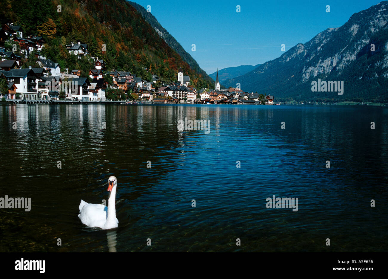 swan on lake Hallstatt in Austria Stock Photo - Alamy