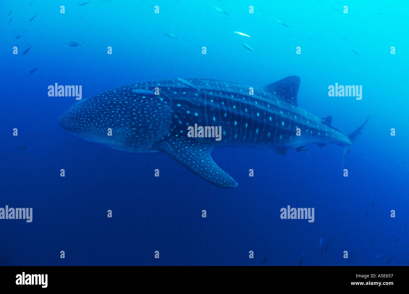 Rhincodon typus, whale shark Stock Photo - Alamy