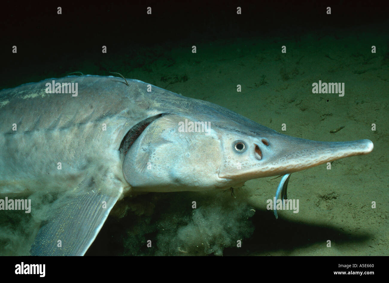 Sturgeon acipenser sp hi-res stock photography and images - Alamy