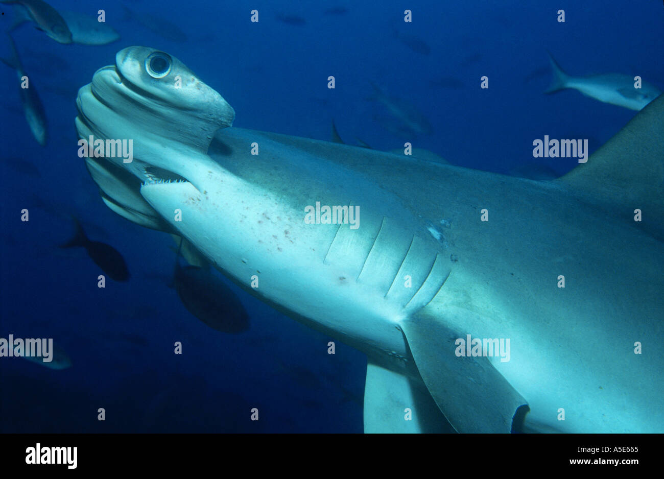 Sphyrna lewini, Scalloped hammerhead shark in blue water Stock Photo ...