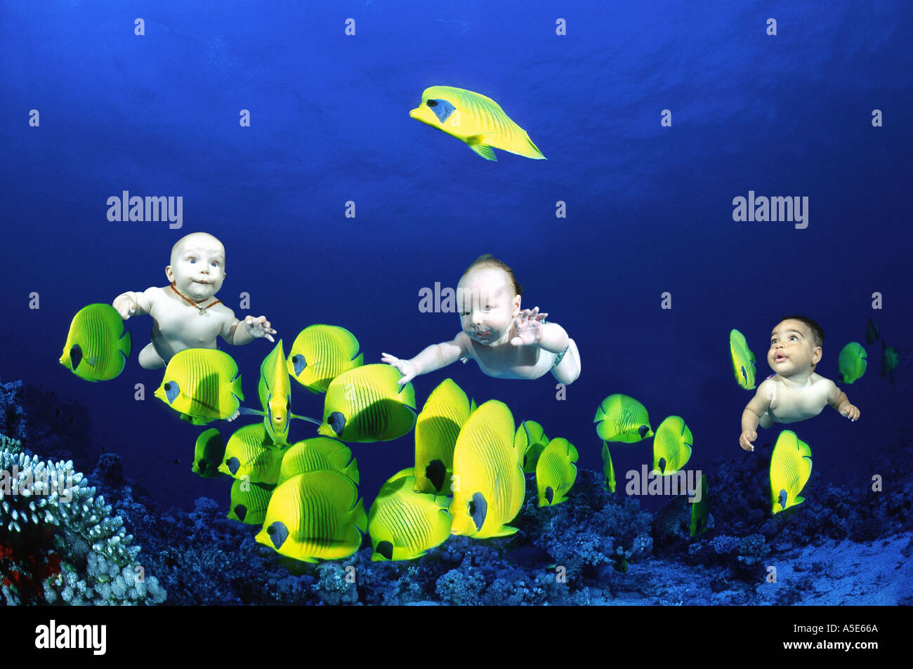 babies diving with tropical fish, digitally altered Stock Photo - Alamy