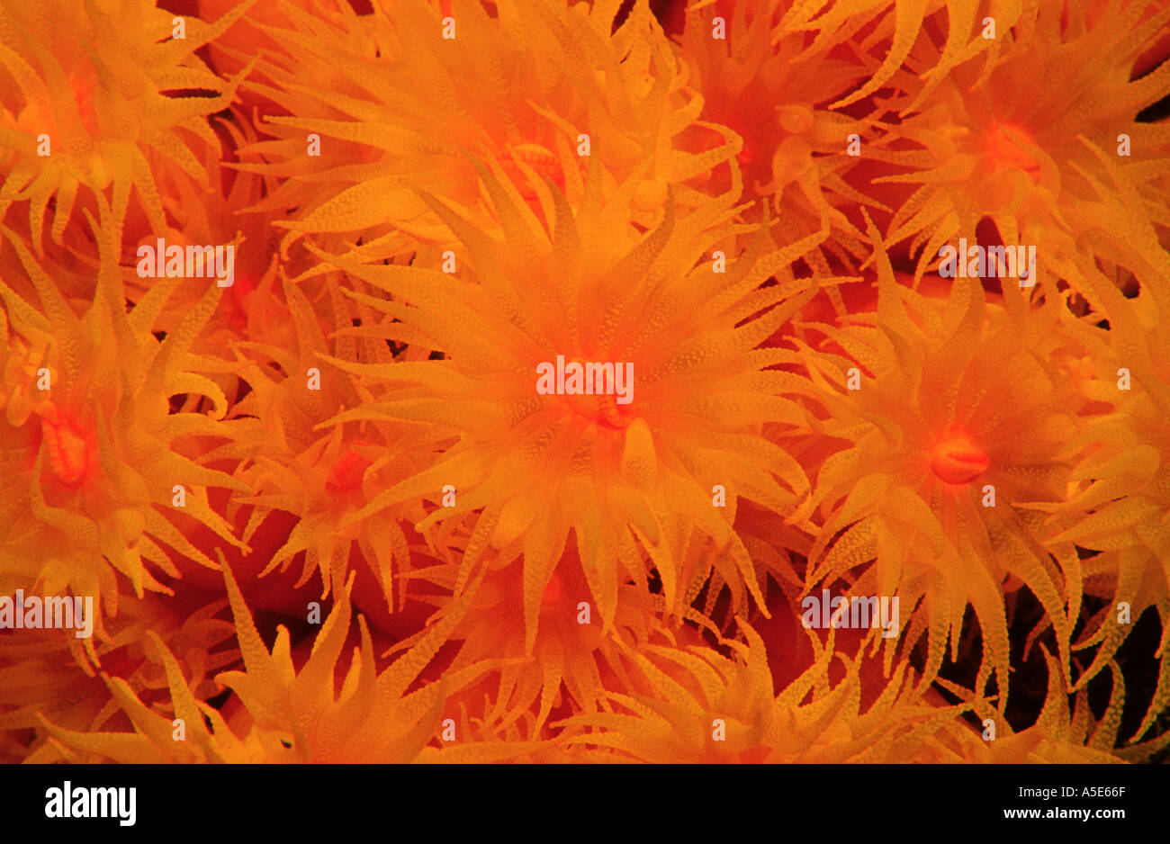 Orange tube corals hi-res stock photography and images - Alamy