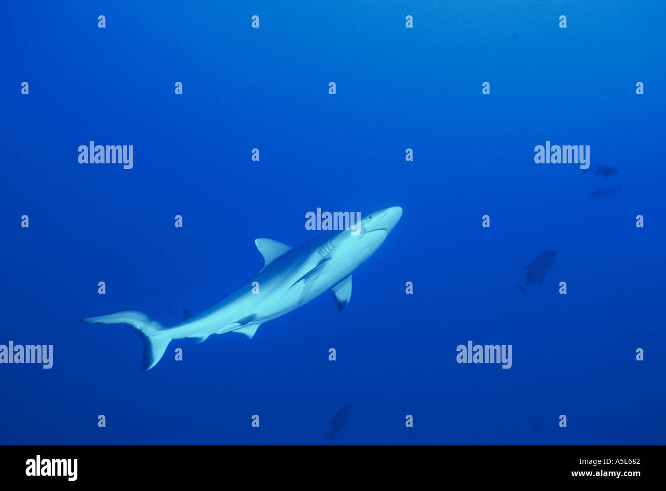 Gray reefshark hi-res stock photography and images - Alamy