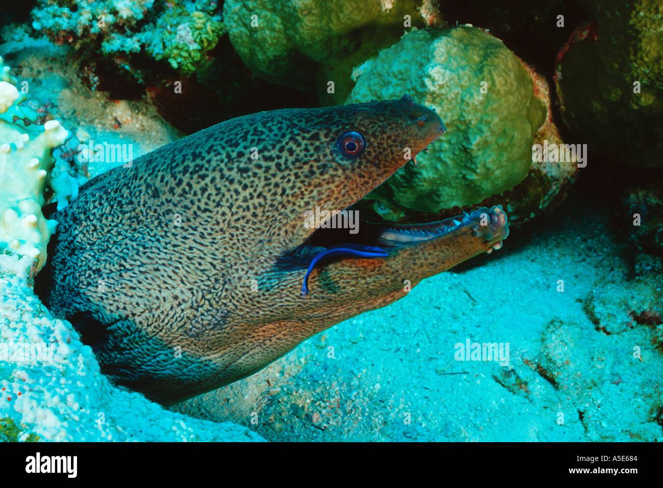 Javanicus hi-res stock photography and images - Alamy