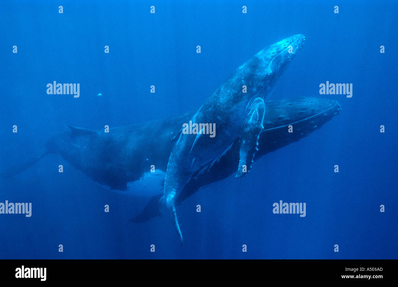 Megaptera novaeangliae, humpback whales, mother and calf Stock Photo ...