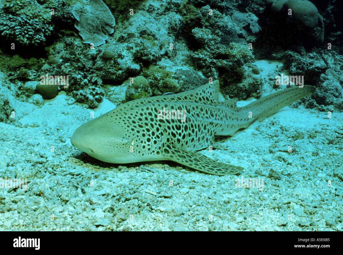 Zebra shark, Stegostoma fasciatum Stock Photo - Alamy