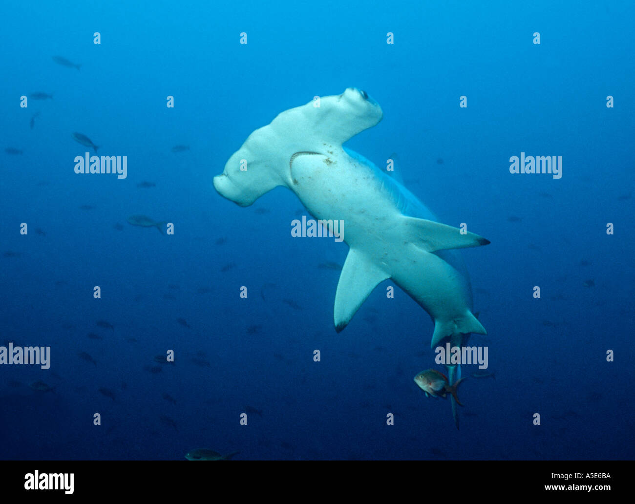 Scalloped hammerhead shark in the blue water, Sphyrna lewini, Galapagos ...