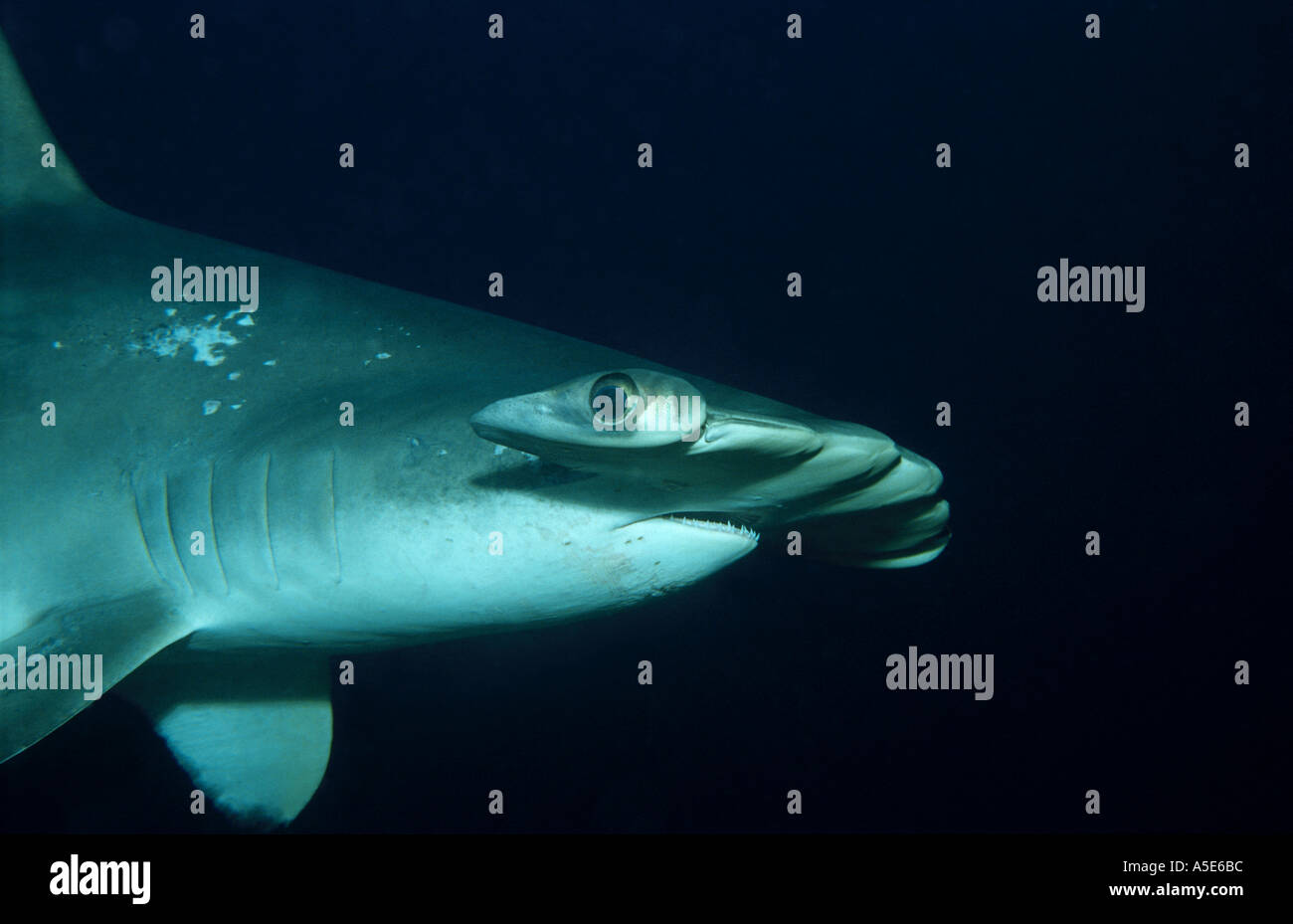 Sphyrna lewini, female Scalloped hammerhead shark in blue water Stock ...