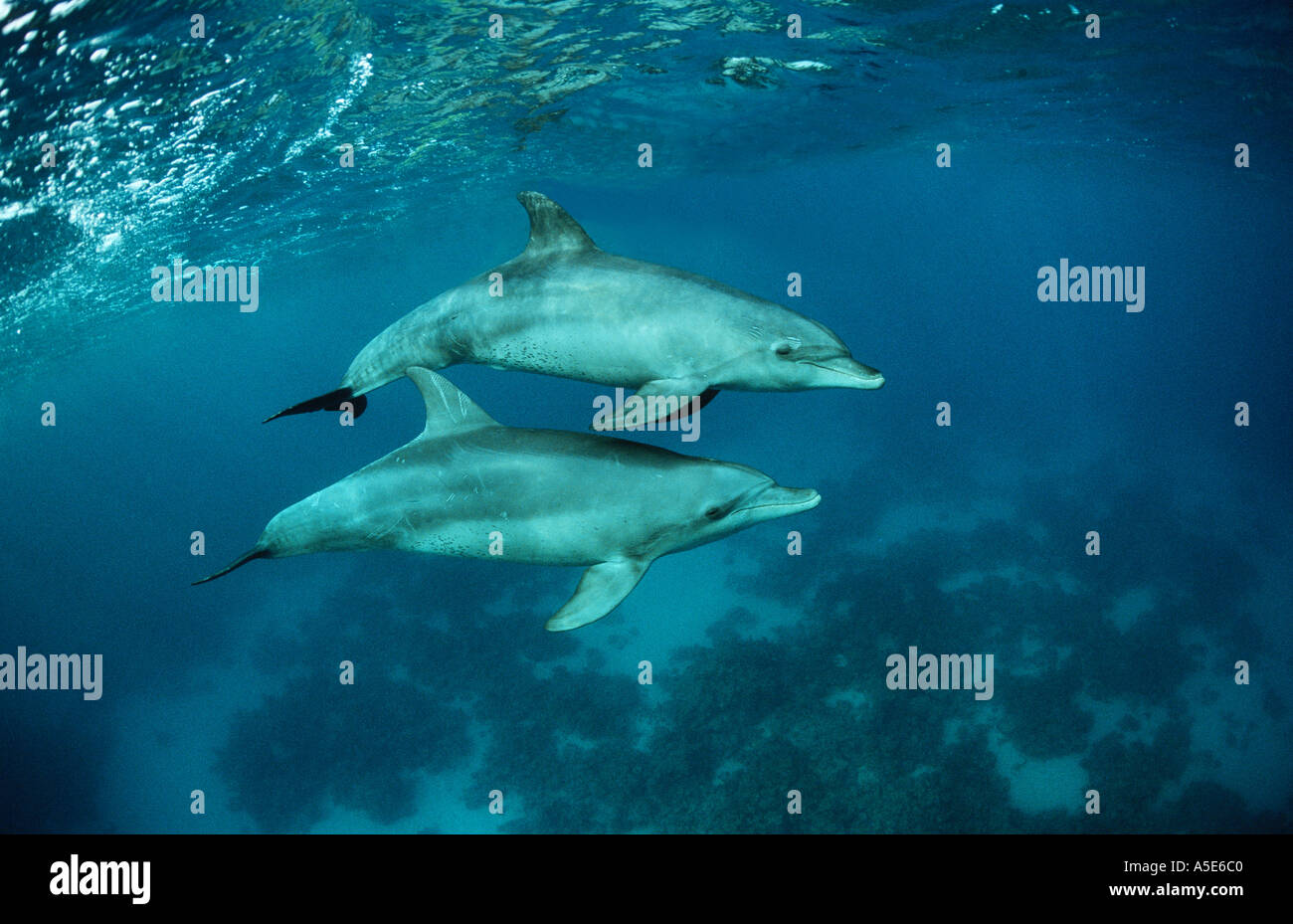 Two bottlenose dolphins underwater hi-res stock photography and images ...