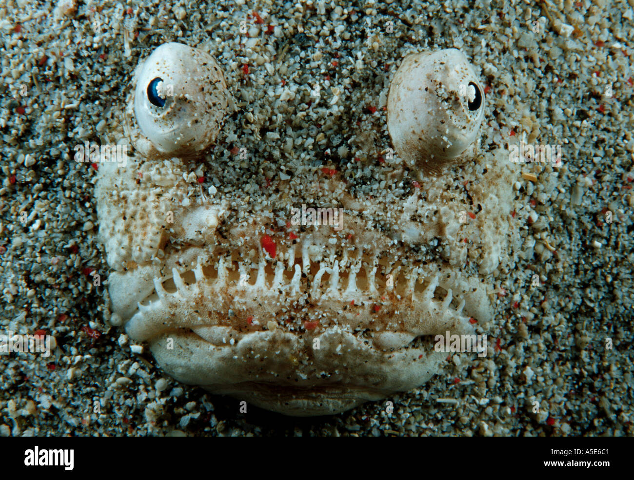 Stargazer fish ugly looking fish hi-res stock photography and images ...